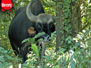 Dooars Tour, Dooars Package from Kolkata ,NJP -Mercury Tour Operator