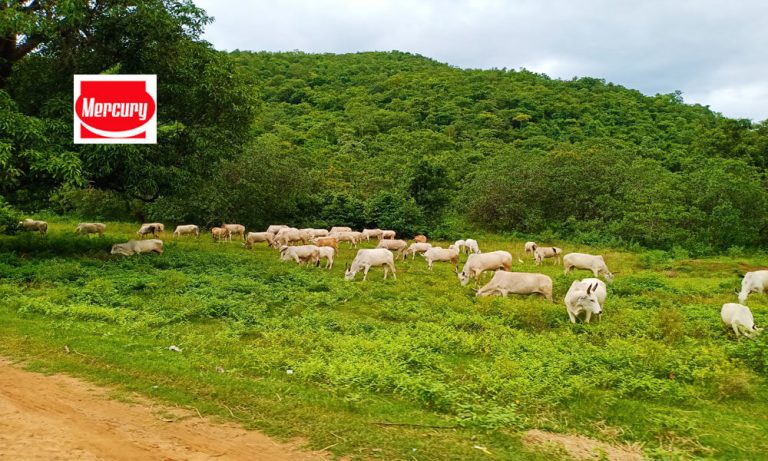 Daringbadi Tour, Daringbadi Package from Kolkata- Mercury Tour Operator