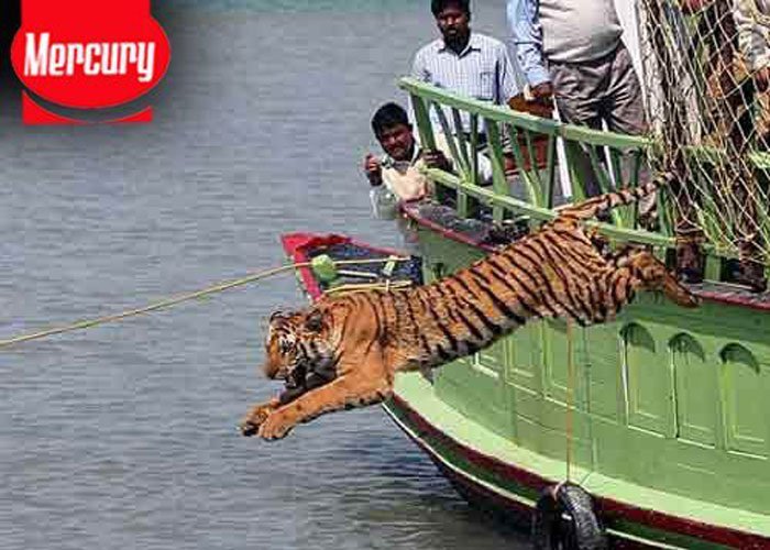 Book Sundarban Tour Packages from Kolkata - Mercury Tour Operators