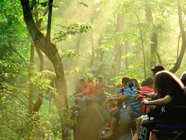 Dooars Tour Package Booking Price -Mercury Tour Operator